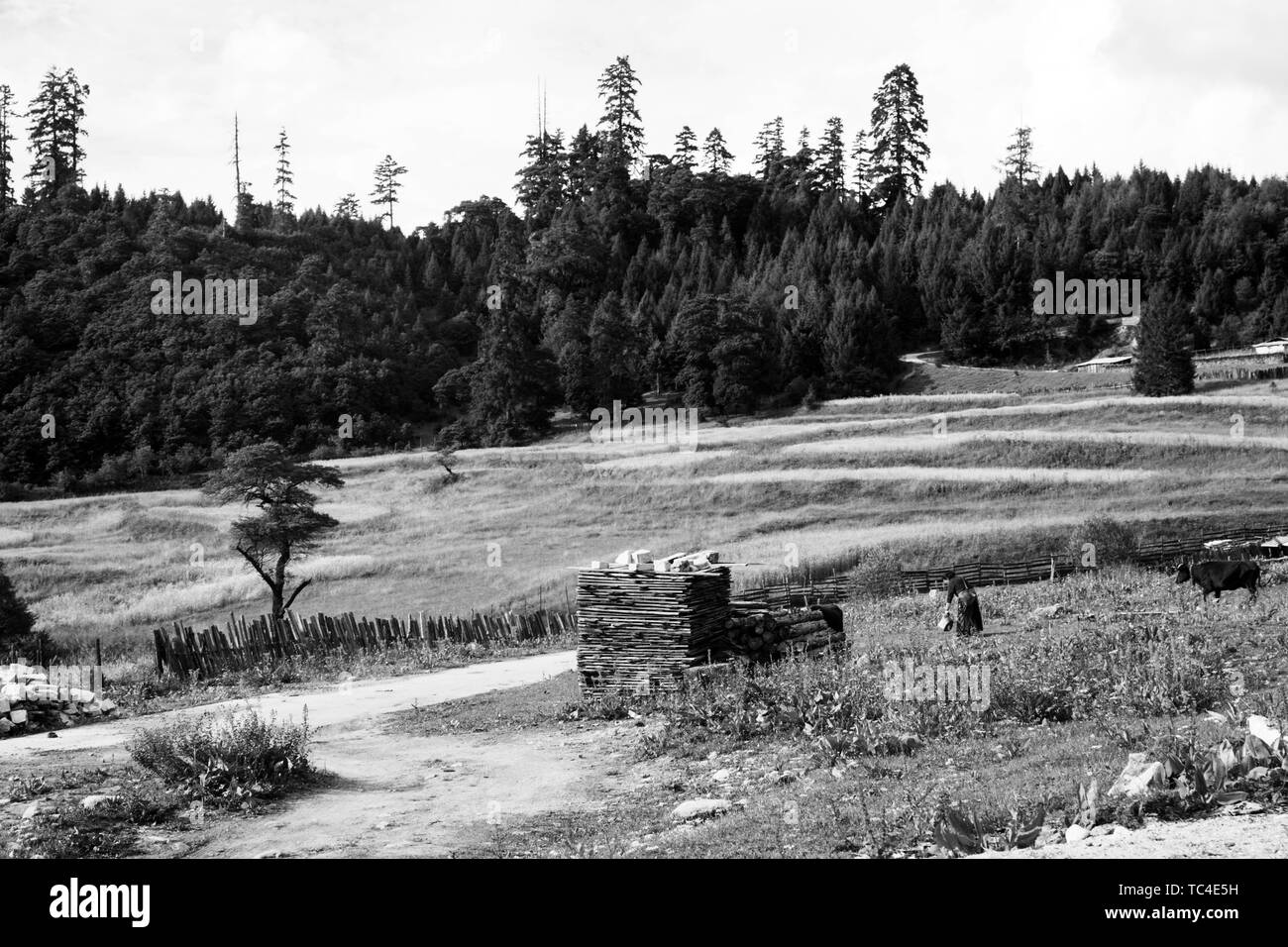 The wonder of nature Stock Photo - Alamy