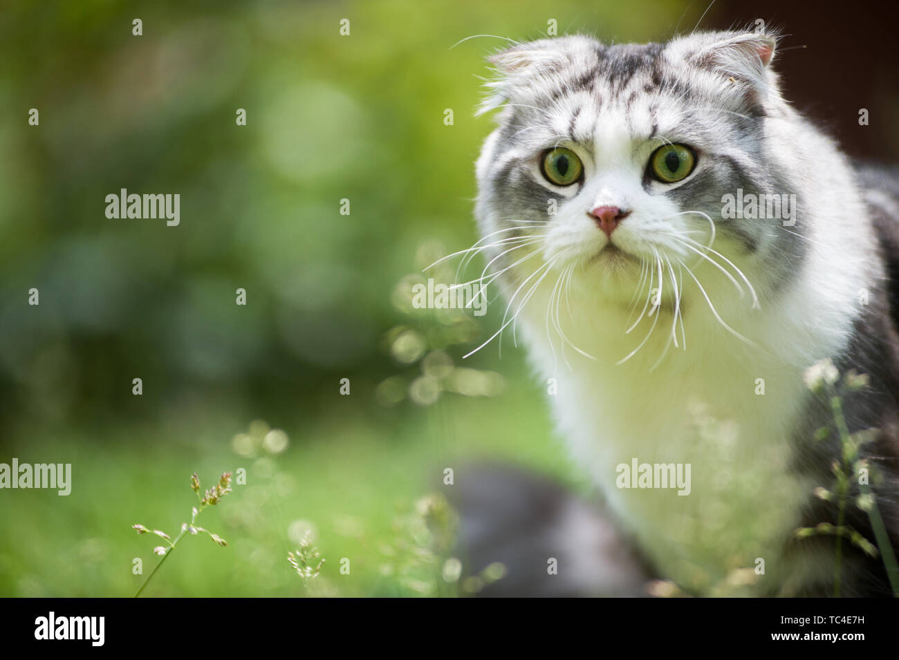 Scottish Eared Cat Stock Photo - Alamy