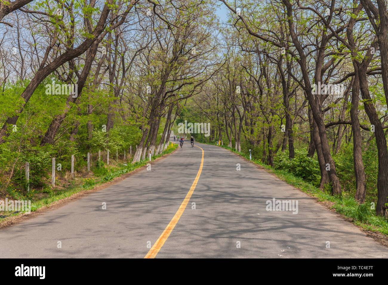 Boulevard, shade road Stock Photo - Alamy