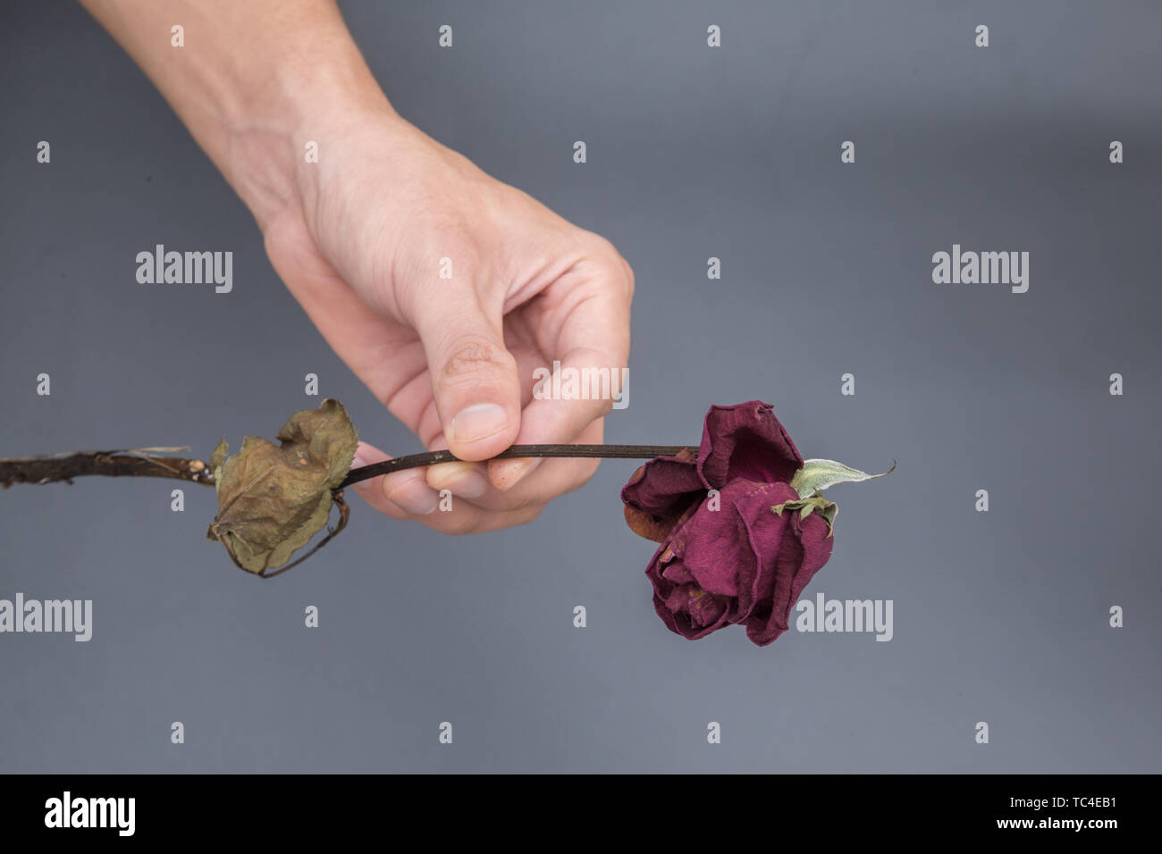 A withered rose Stock Photo - Alamy