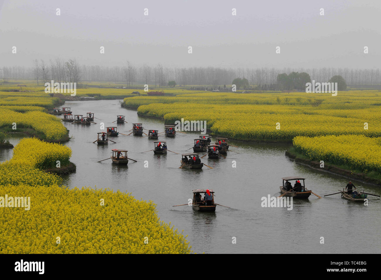 A sea of thousands of rapeseed flowers in Xinghua Stock Photo - Alamy