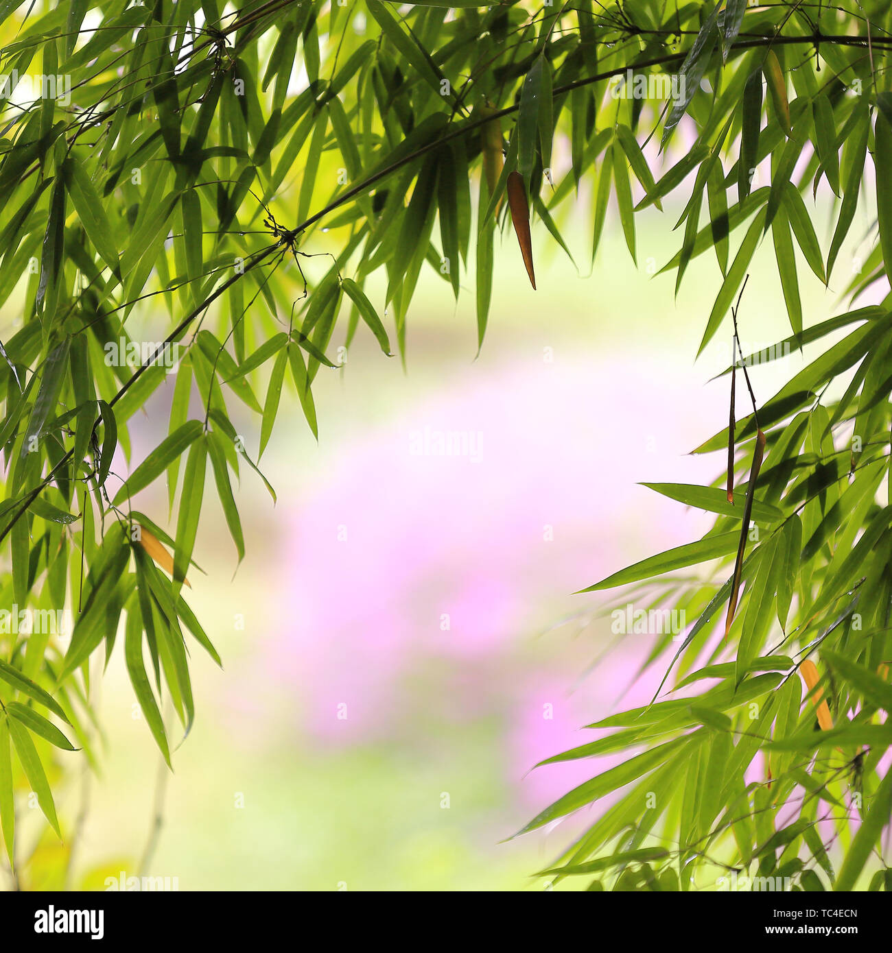 Distant bamboo hi-res stock photography and images - Alamy