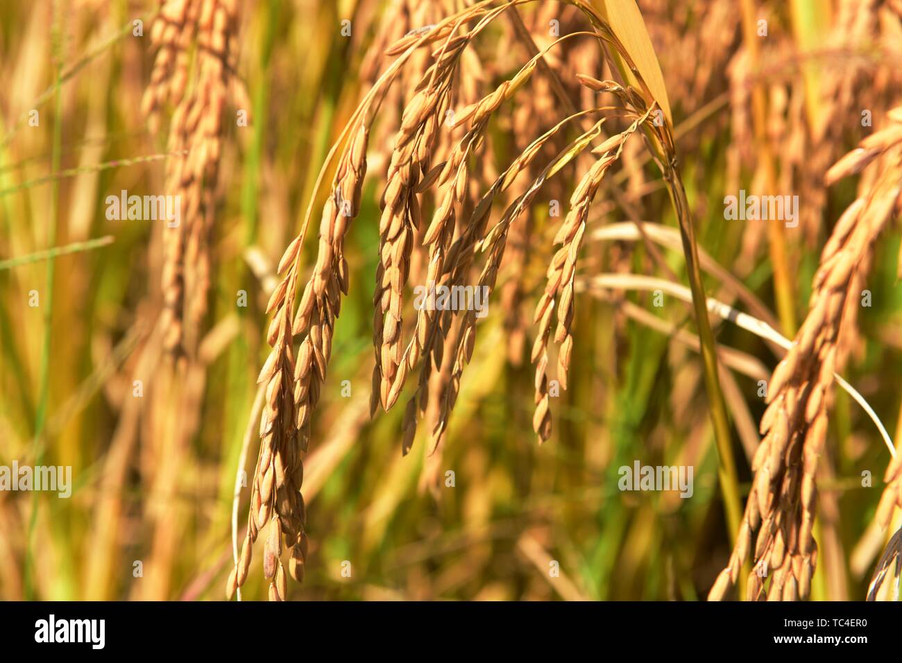 High definition rice hi-res stock photography and images - Alamy