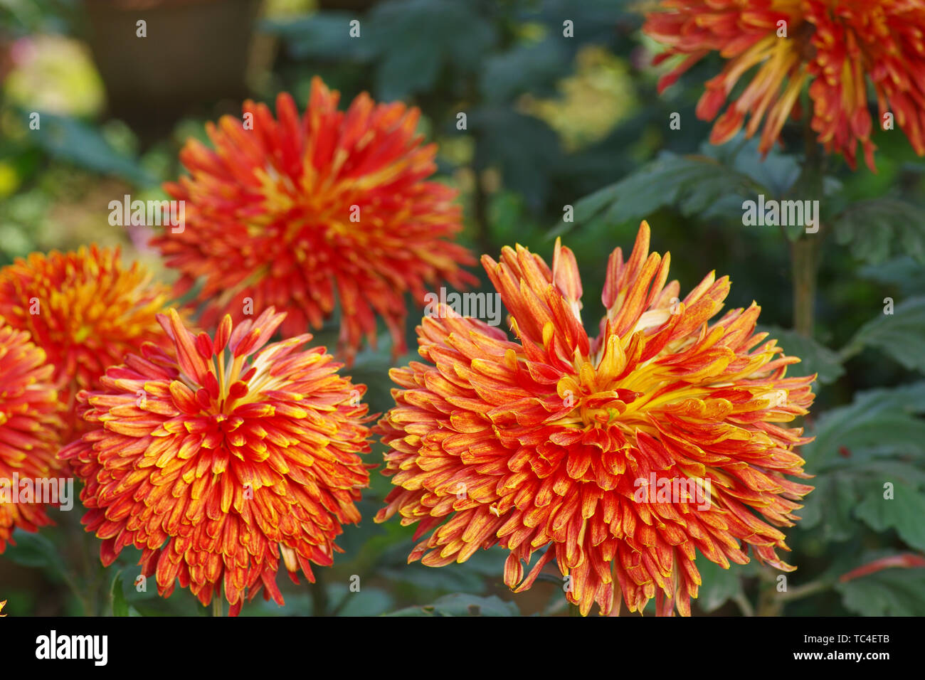 Planting chrysanthemum water hi-res stock photography and images - Alamy