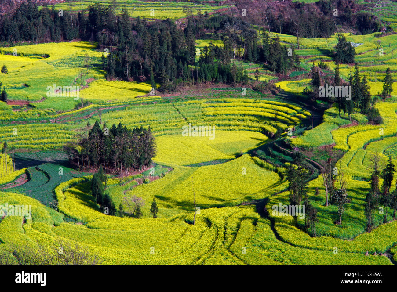 Map of Luoping rapeseed screws field Stock Photo - Alamy