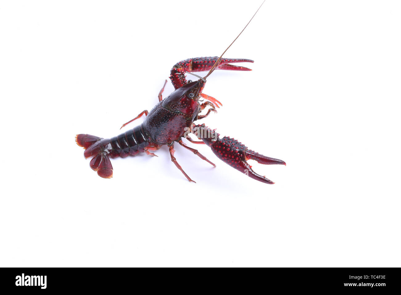 Crayfish on white background Stock Photo - Alamy