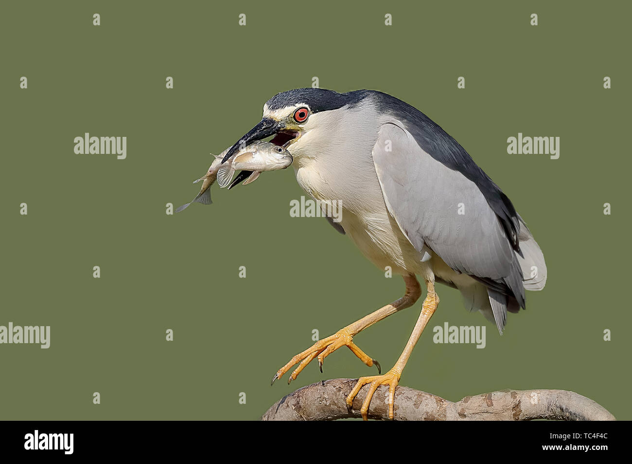 The elves of the animal world Stock Photo - Alamy