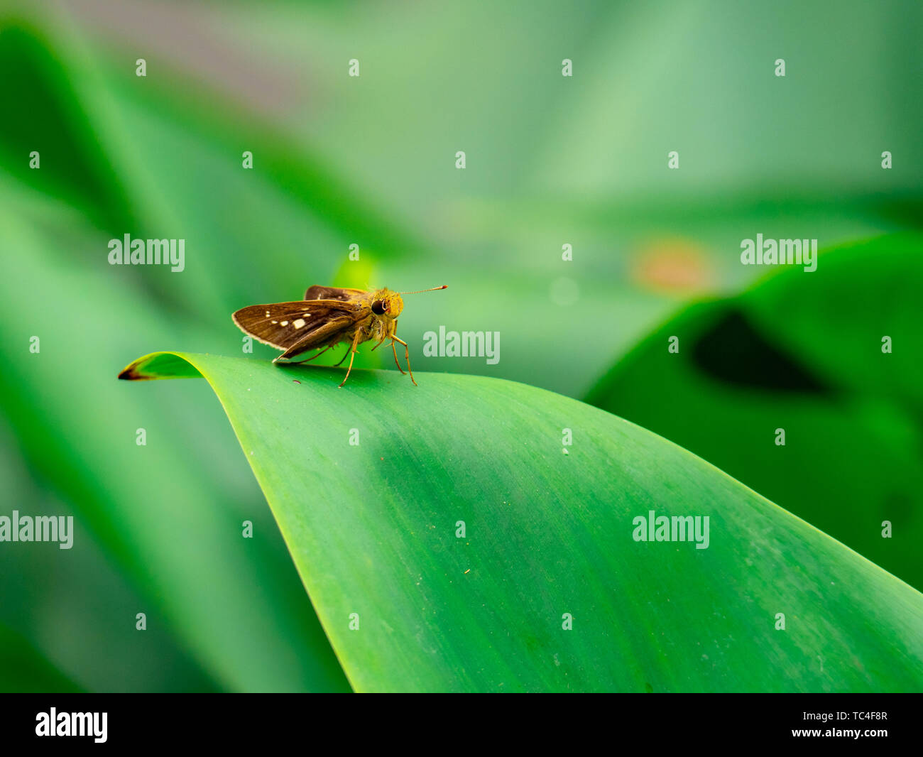 Rice butterfly hi-res stock photography and images - Alamy