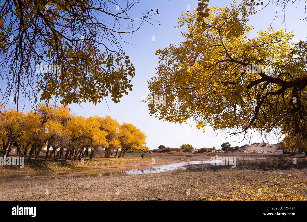 Hu Yang Lin, Ejina, Inner Mongolia Stock Photo - Alamy
