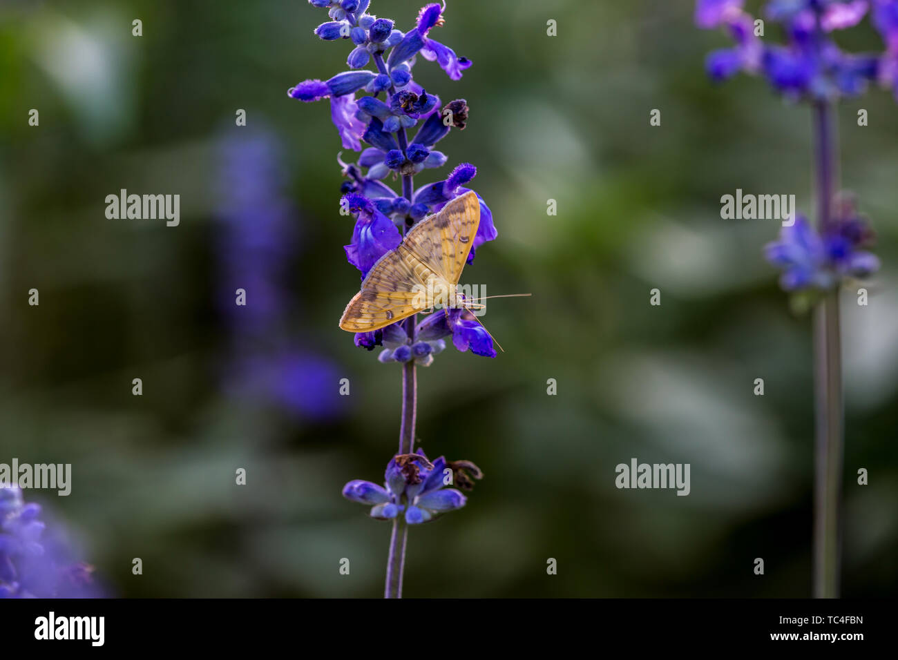 Exquisite moth hi-res stock photography and images - Alamy