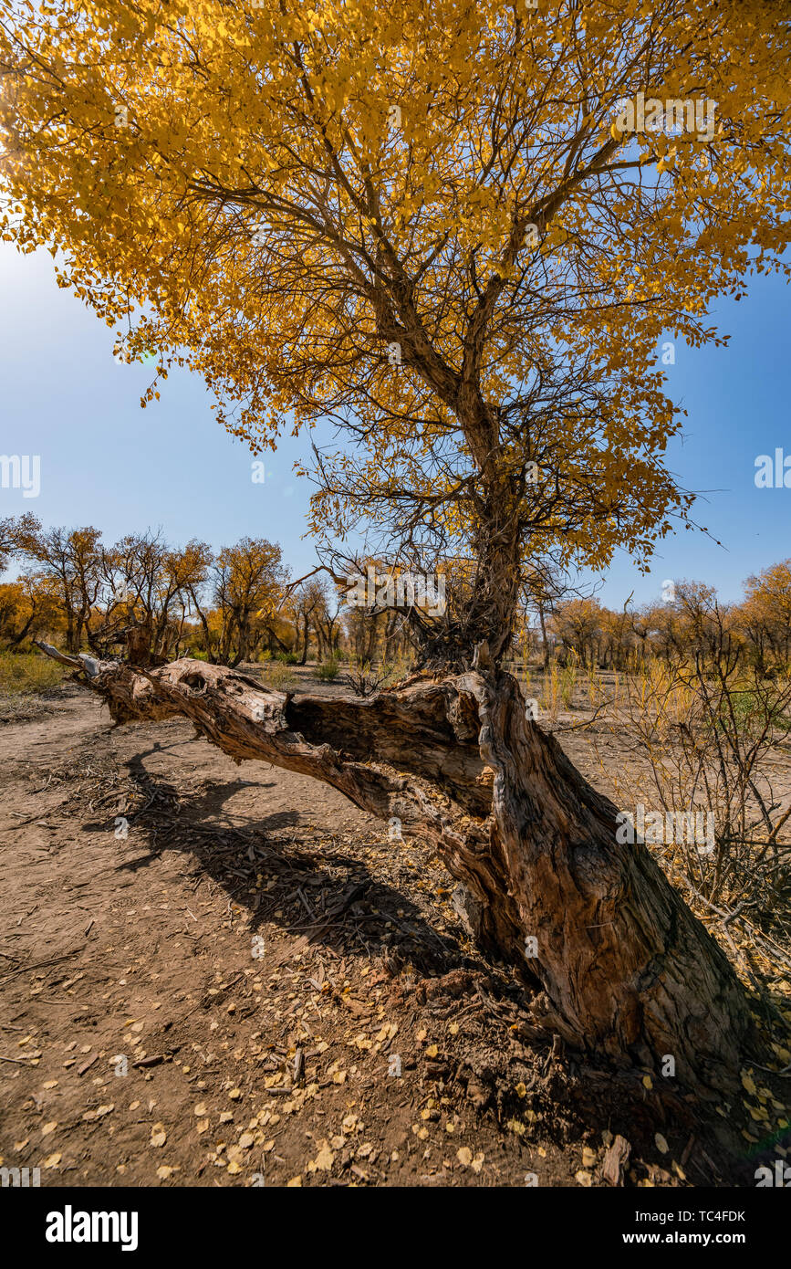 Spectacular Hu Yang Lin Stock Photo - Alamy