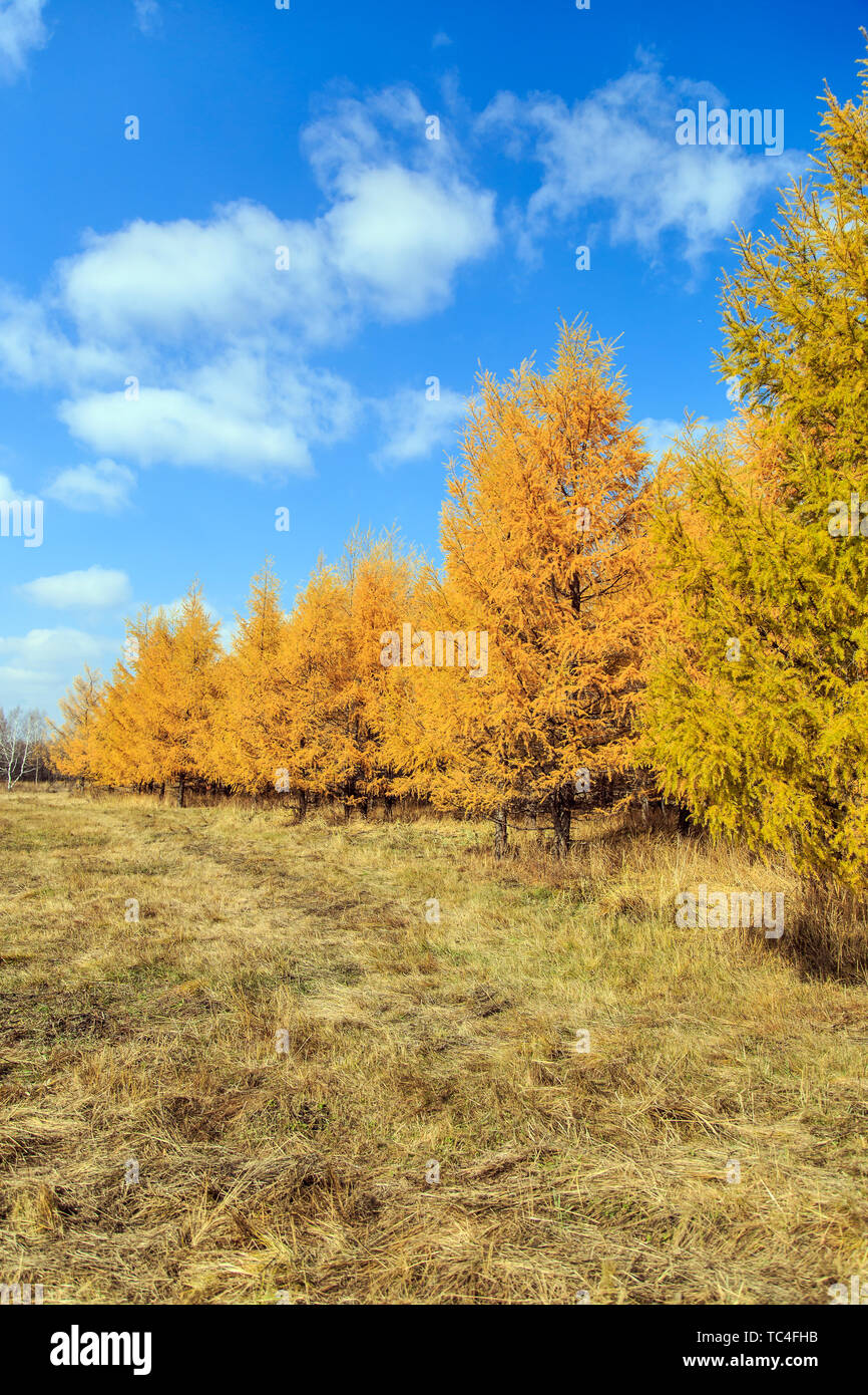 The magnificent scenery of the Xilingol prairie Stock Photo - Alamy