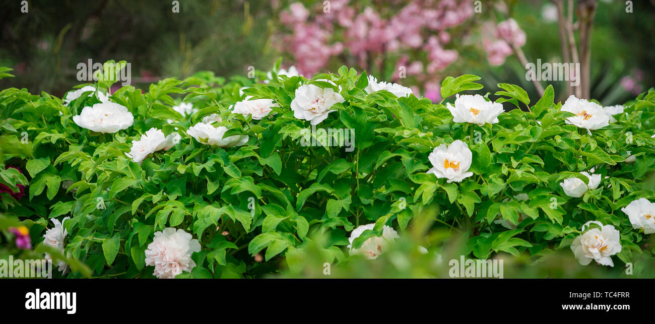 Luoyang peonies and flowers hi-res stock photography and images - Alamy