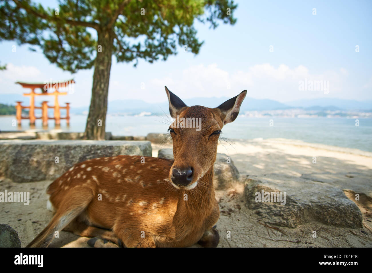 Floating rock japan shrine hi-res stock photography and images - Alamy