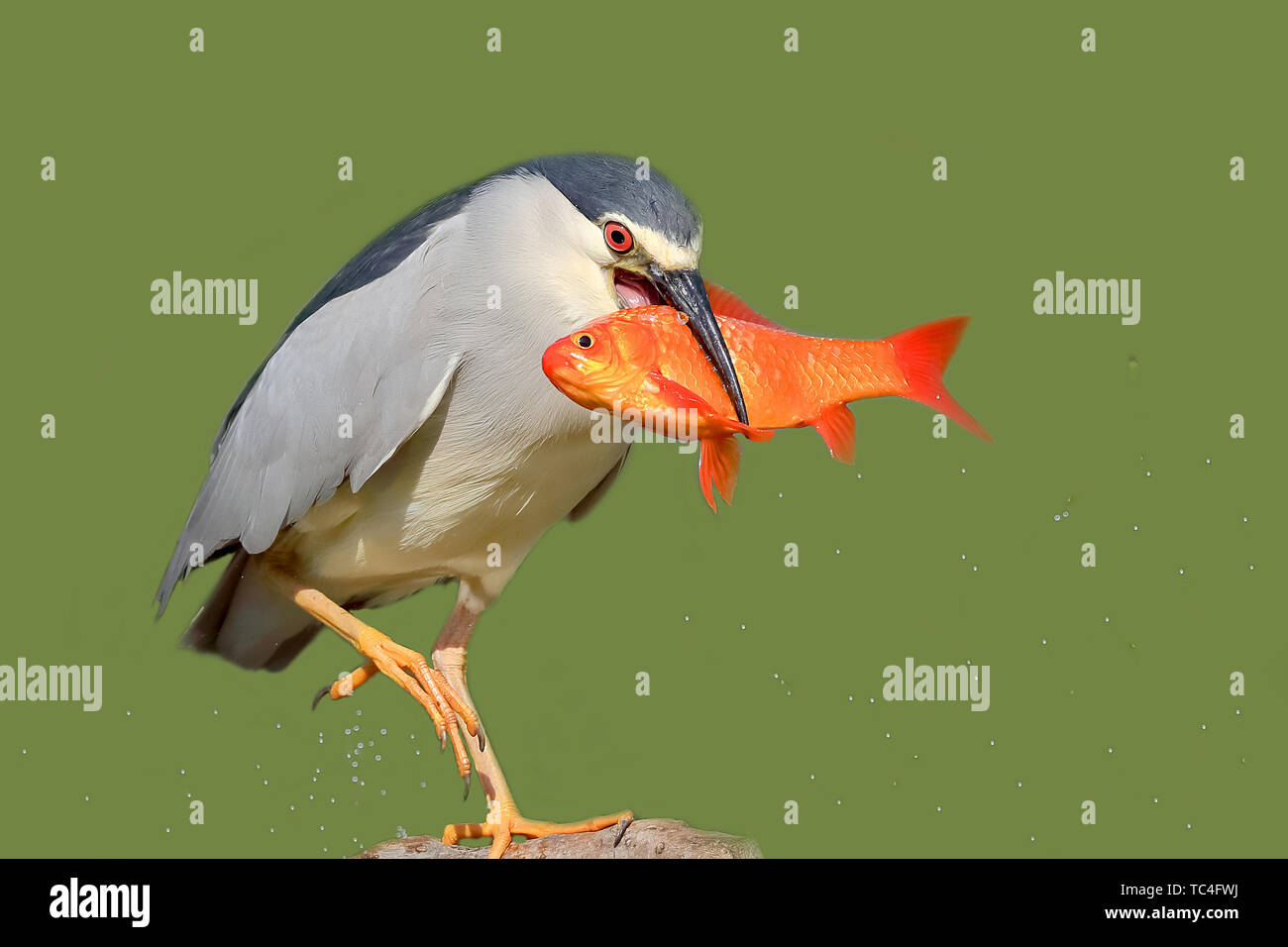 The elves of the animal world Stock Photo - Alamy