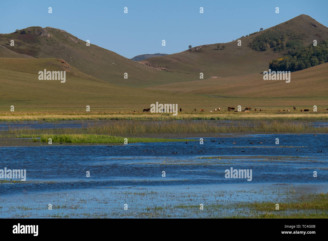 Rich green pastures hi-res stock photography and images - Alamy