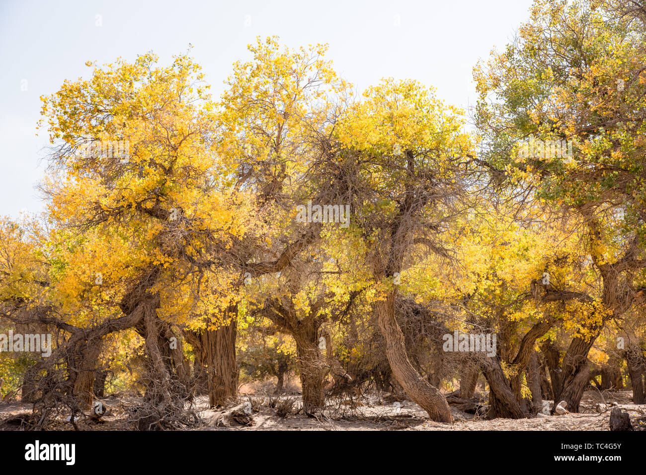 Geopark and dead wood shape hi-res stock photography and images - Alamy