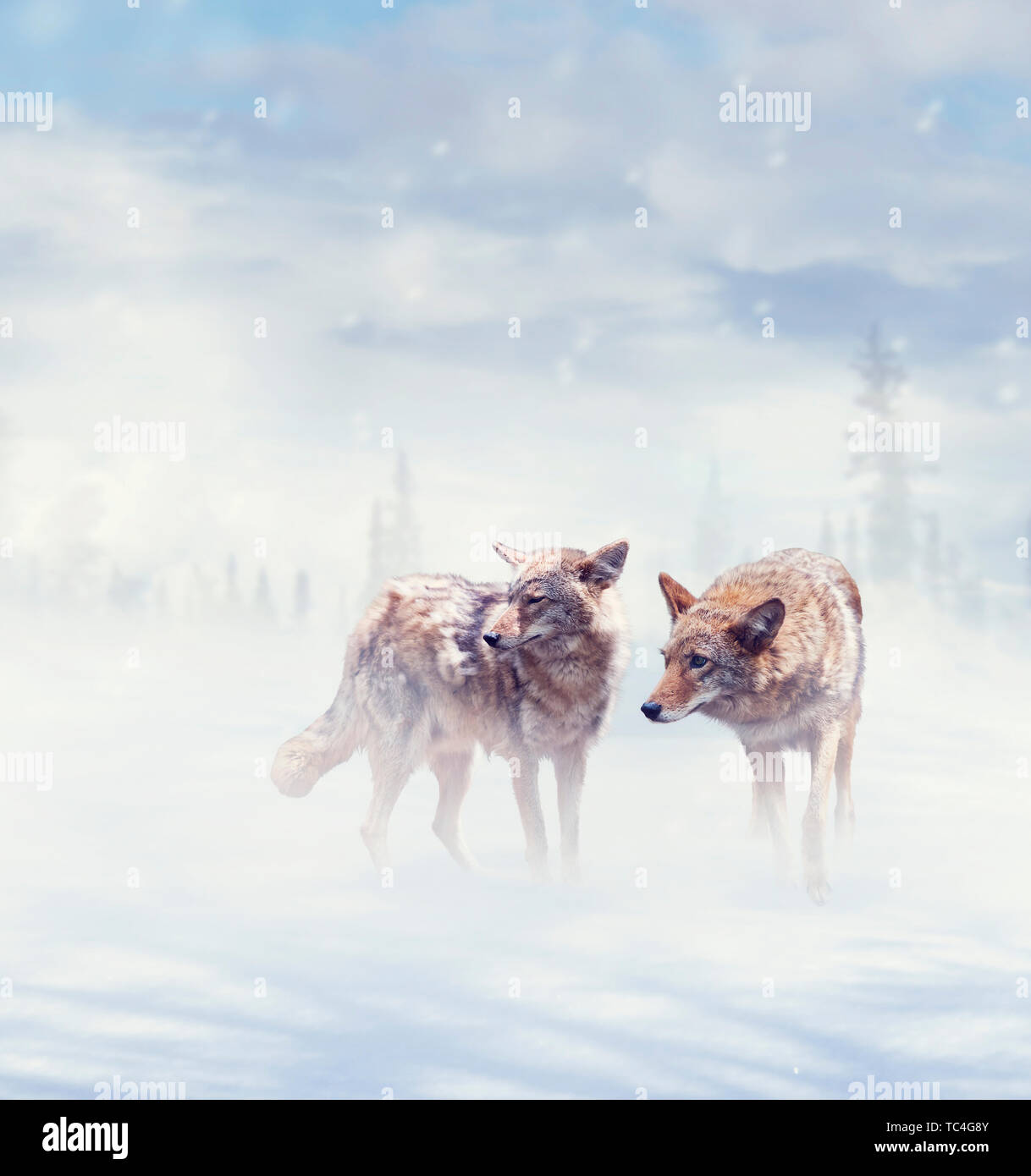 Two coyotes walking in the winter snow Stock Photo - Alamy