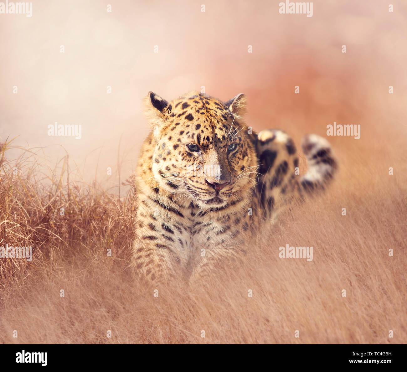 Leopard resting in grass hi-res stock photography and images - Alamy