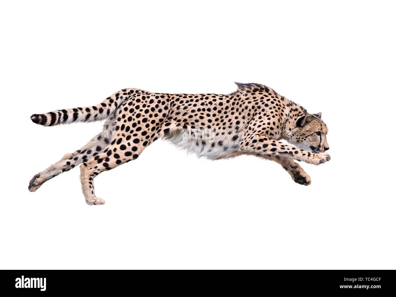 Image of running cheetah ,Isolated on white Background Stock Photo - Alamy