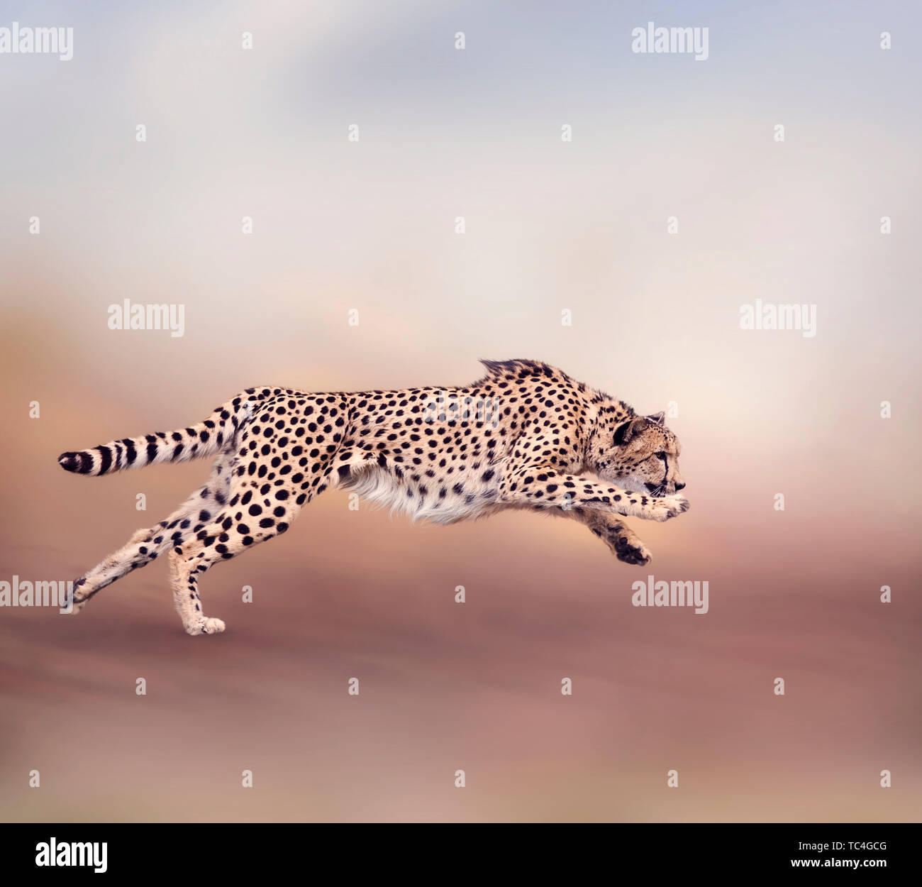 Image of running cheetah Stock Photo - Alamy