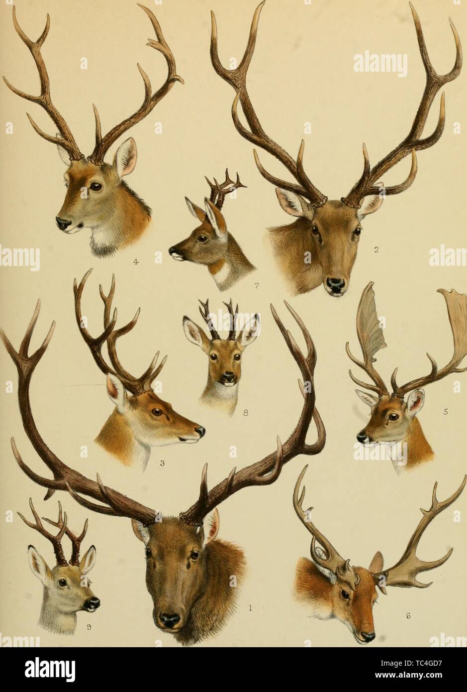 Engraving of Asiatic and European deer antlers, from the book 'The ...