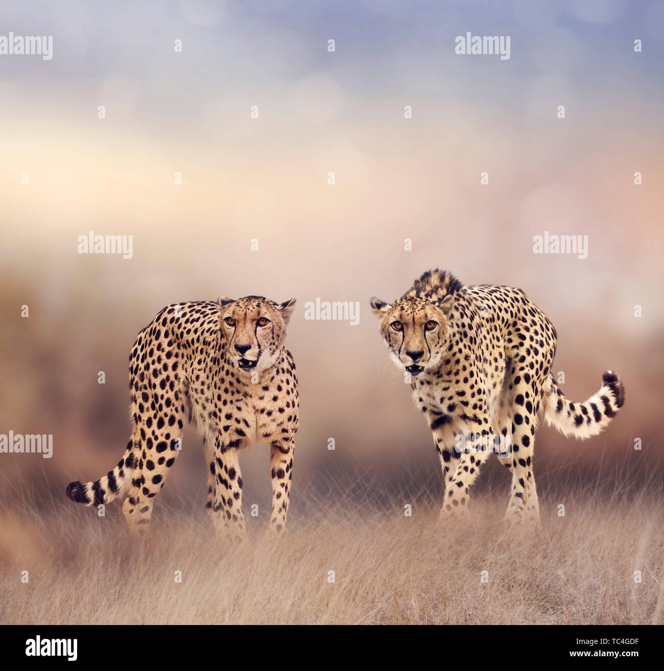 Young cheetahs in grassland hi-res stock photography and images - Alamy