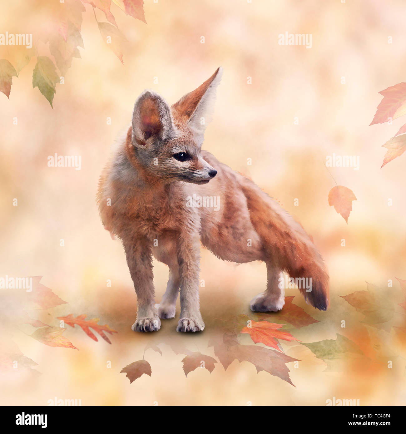 Fennec fox wallpaper hi-res stock photography and images - Alamy