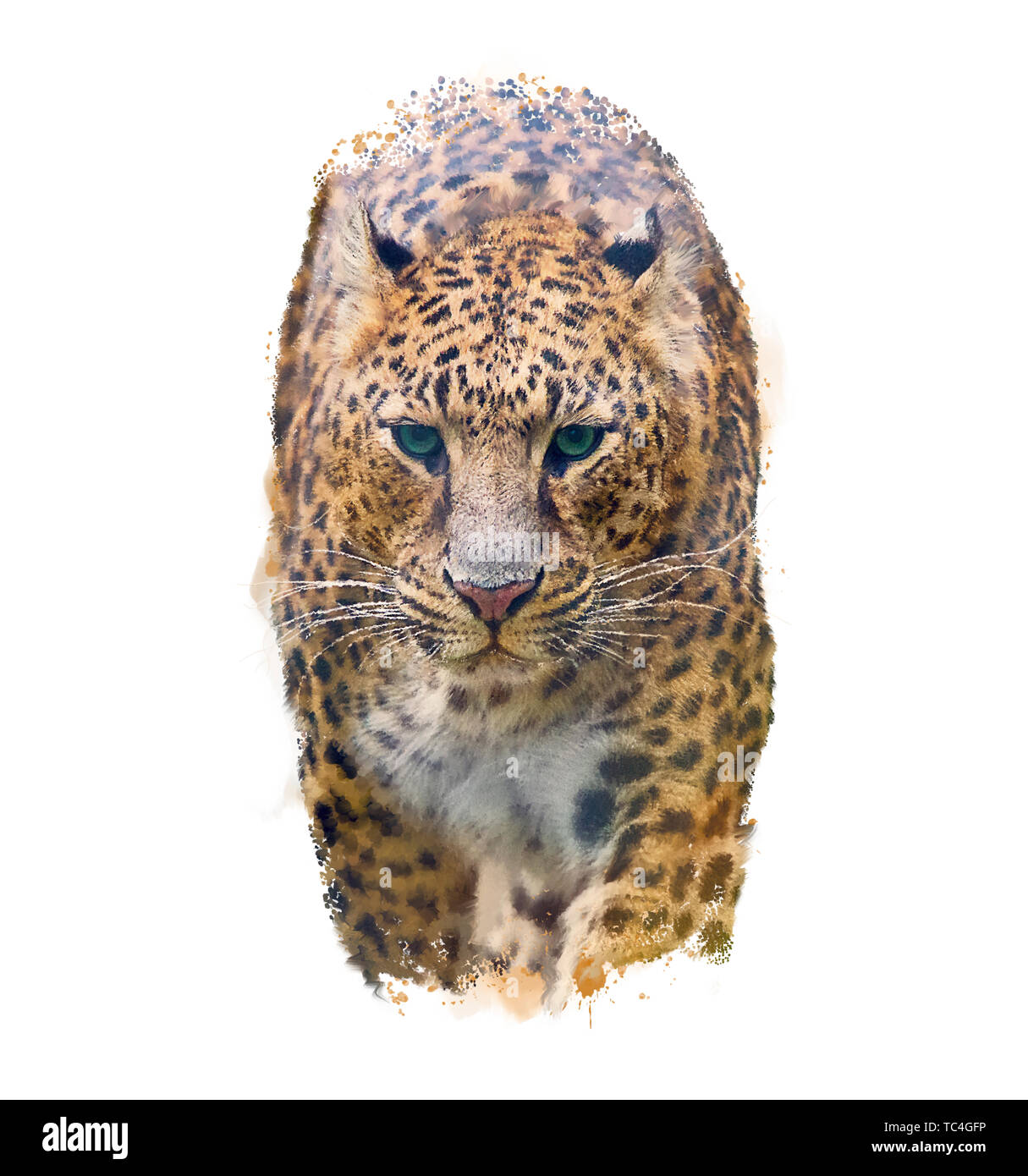 Watercolor Portrait of Leopard on white background Stock Photo - Alamy