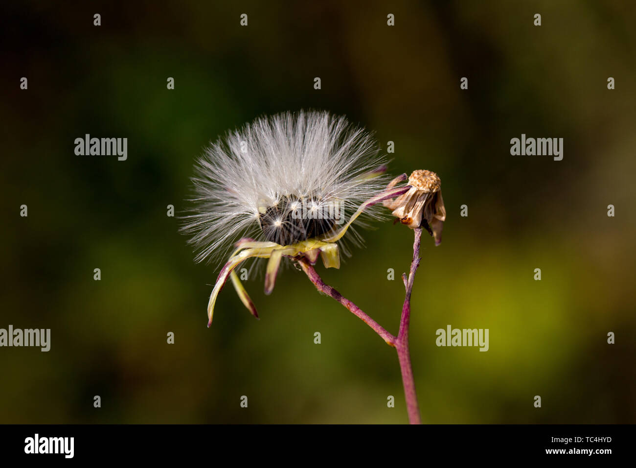 Insects on wildflowers Stock Photo - Alamy