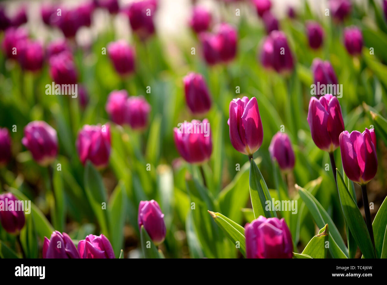 Fuchsia book illustration flower hi-res stock photography and images ...