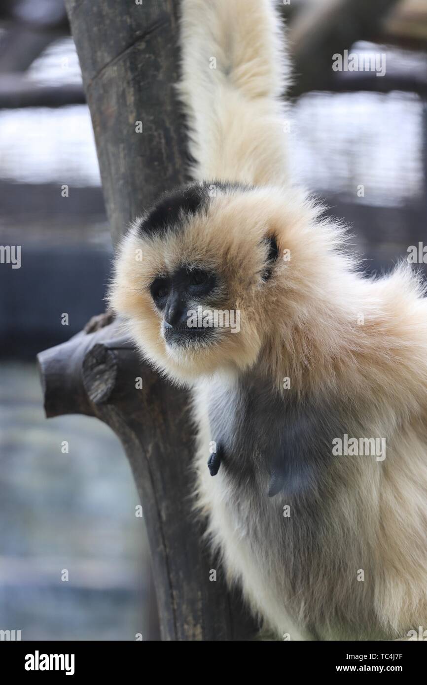 Everything revived, and the animals in the zoo ushered in spring Stock ...