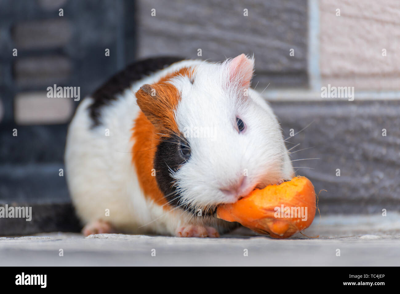 Guinea pig / Dutch pig / guinea pig eating carrots in the corner Stock ...