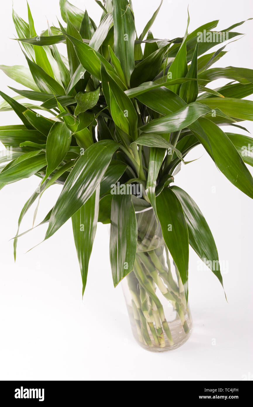 Fu tower hi-res stock photography and images - Alamy