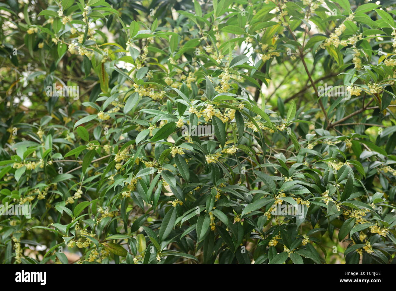 Silver osmanthus hi-res stock photography and images - Alamy