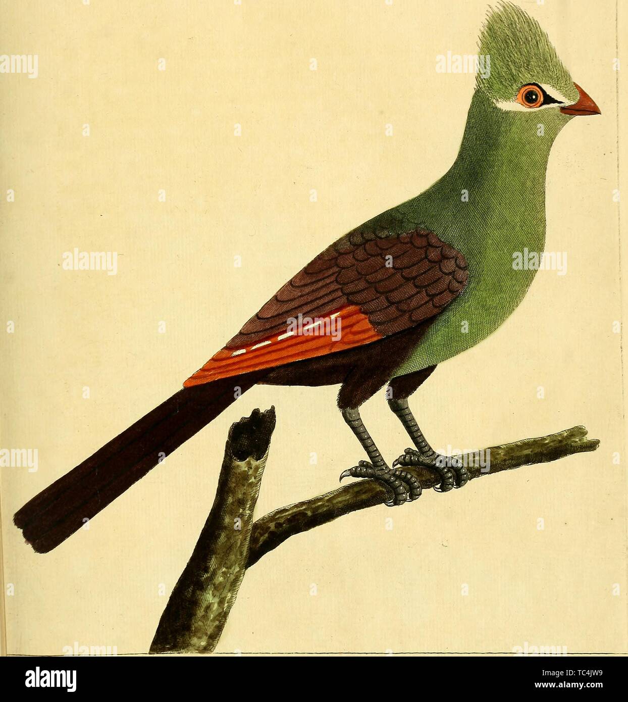 Crown Bird High Resolution Stock Photography and Images - Alamy
