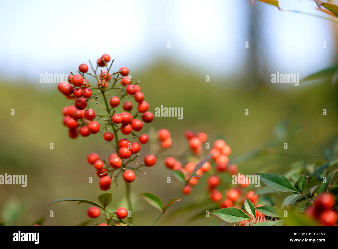 Red fruit of southern bamboo Stock Photo - Alamy
