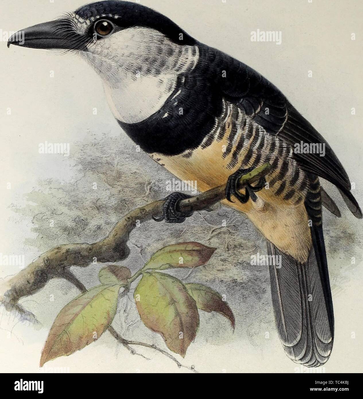 Free Birds Tuff Puffs