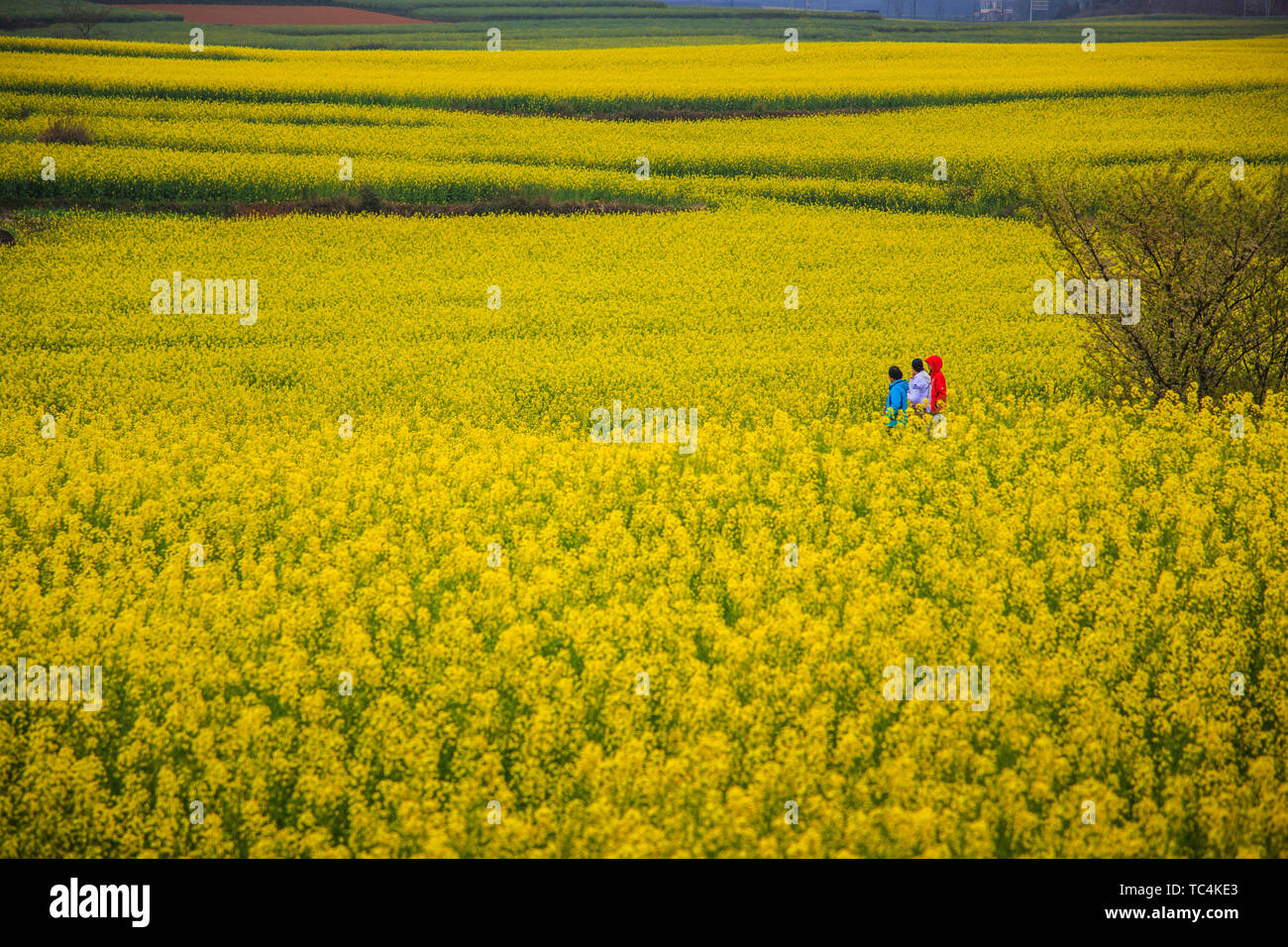 Luoping golden chicken peak bushes rapeseed sea Stock Photo - Alamy