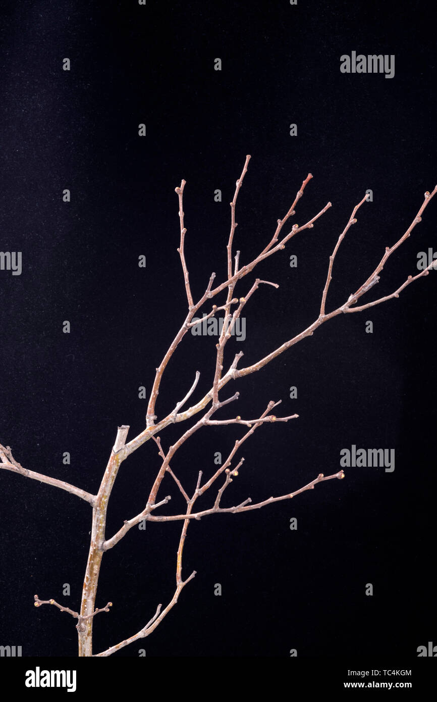 Peach tree branch Stock Photo - Alamy