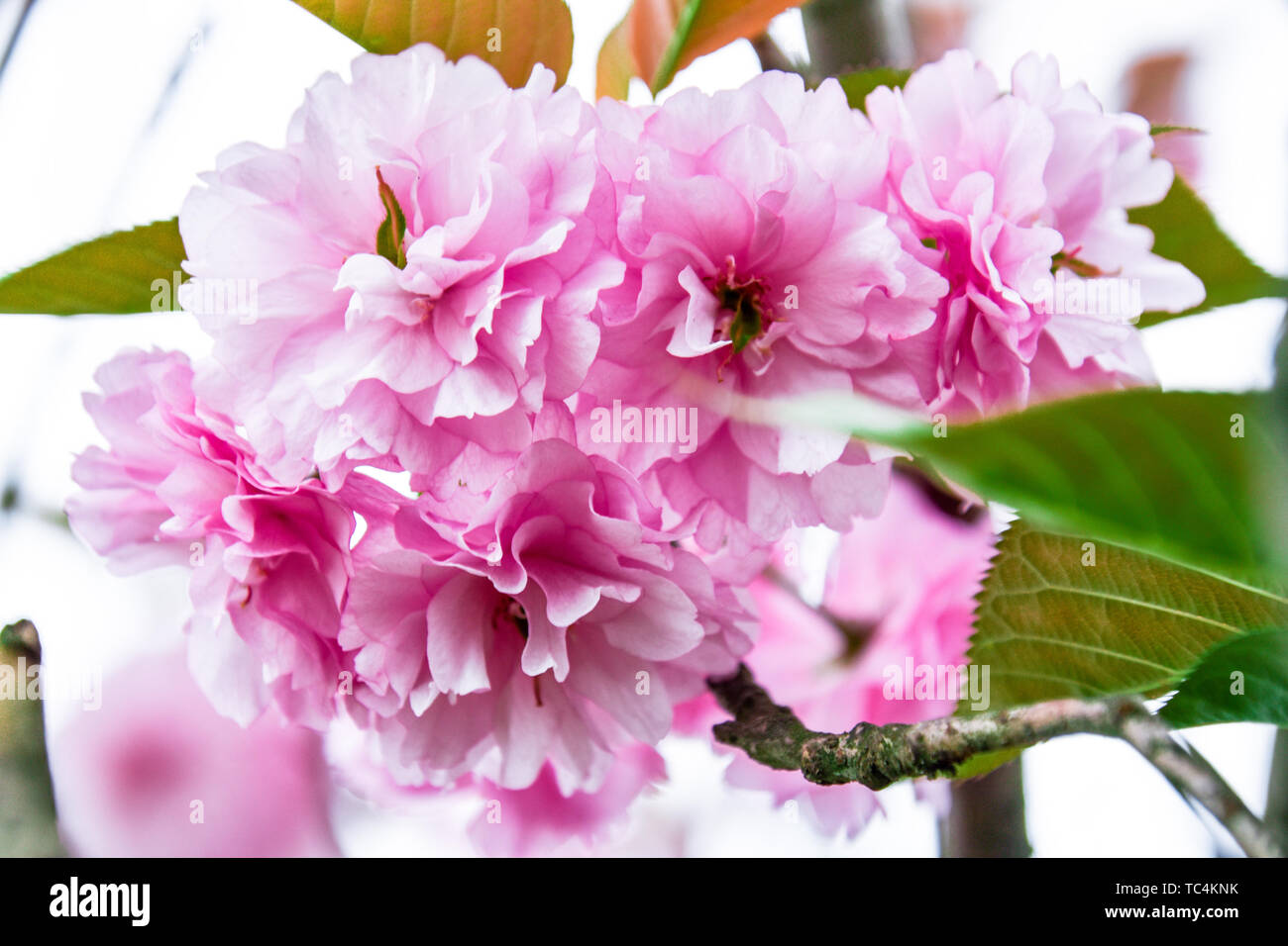 Cherry blossoms open, beautiful cherry blossoms Stock Photo - Alamy