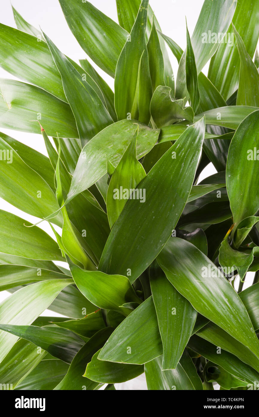 Purified air hi-res stock photography and images - Alamy