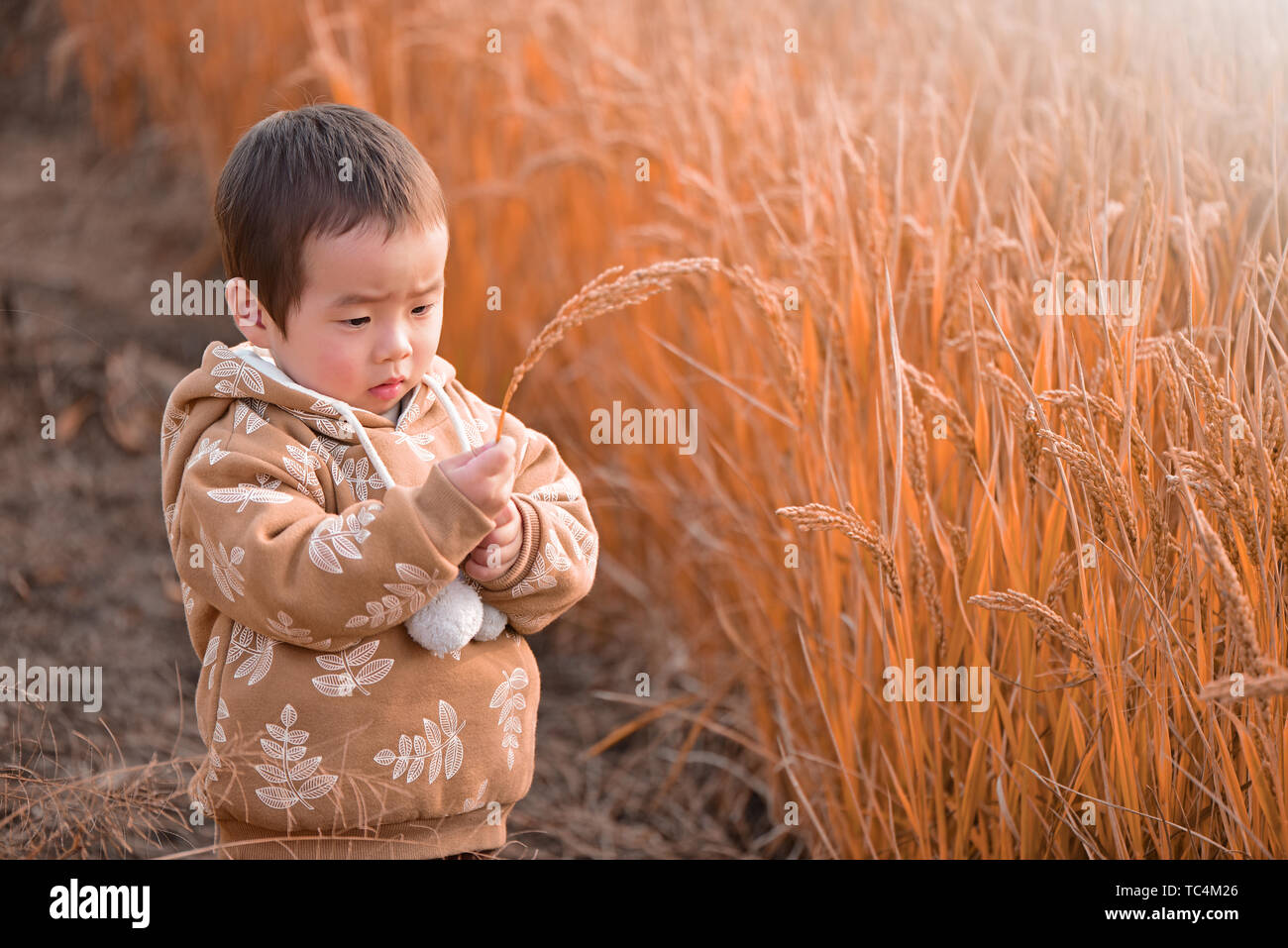 Boy in rice field hi-res stock photography and images - Alamy