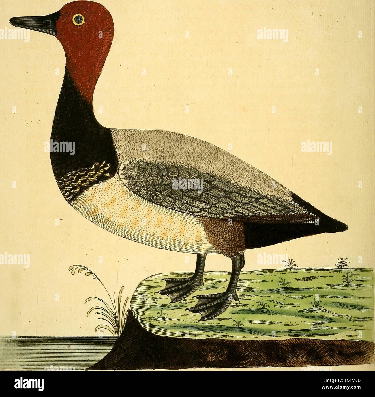 Ornas fera fusca hi-res stock photography and images - Alamy