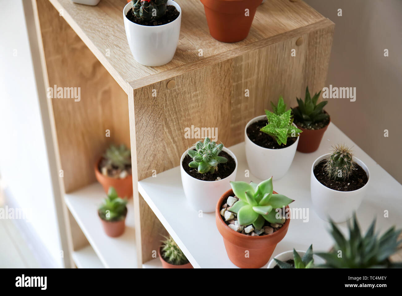 Cactus on shelves hi-res stock photography and images - Alamy
