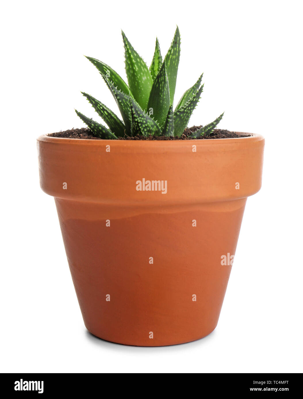 Green exotic aloe tropical Cut Out Stock Images & Pictures - Alamy