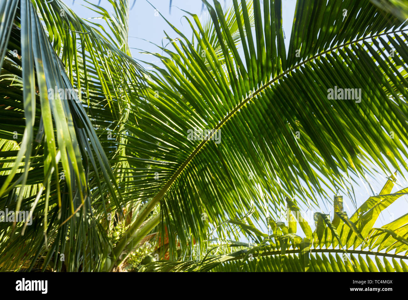 Tropical trees background concept Stock Photo - Alamy