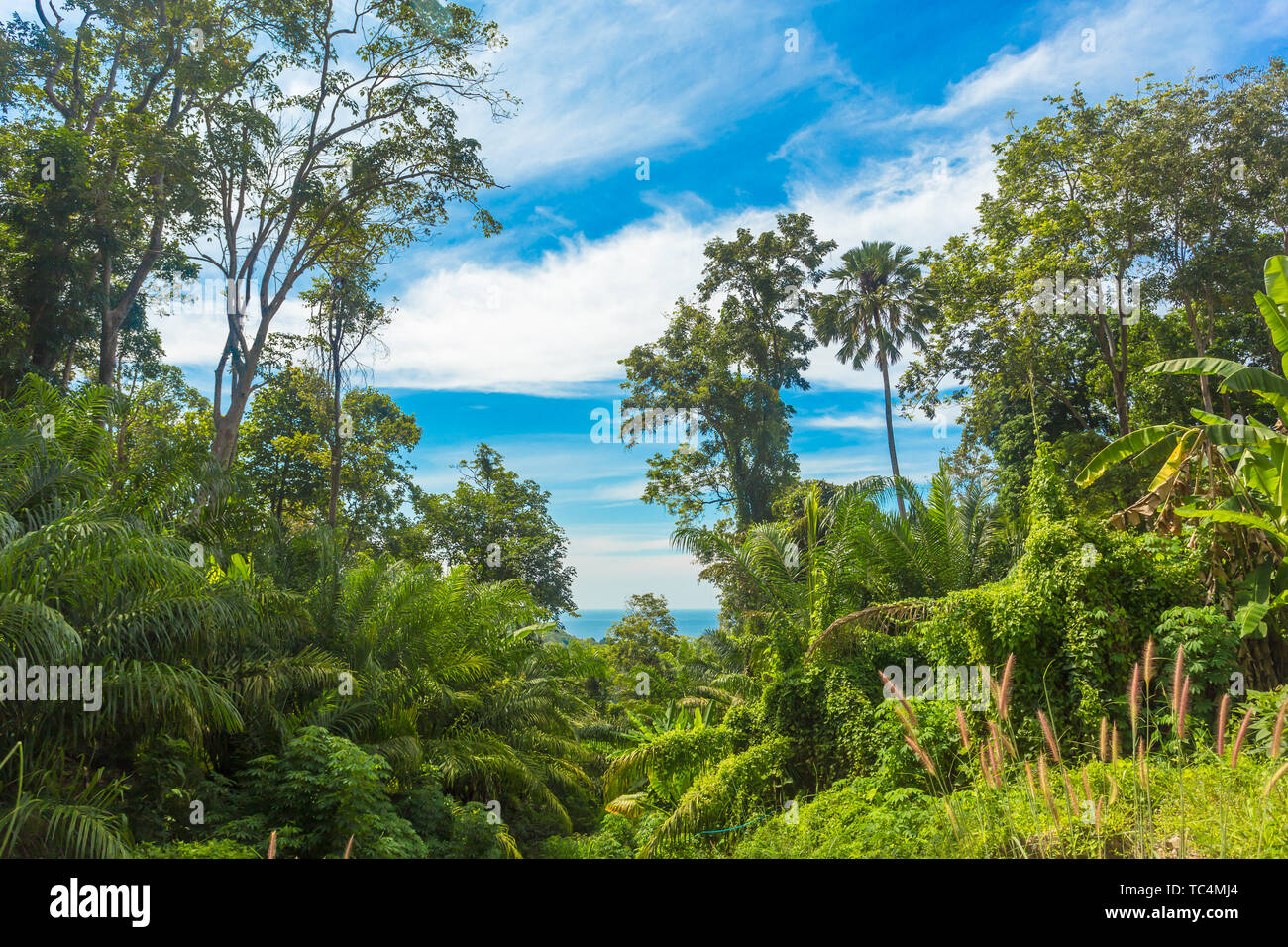 Tropical forest, trees Stock Photo - Alamy