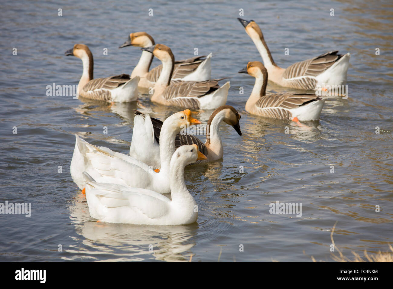 Hongyan hi-res stock photography and images - Alamy