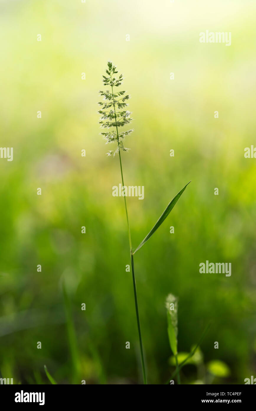 Nature ecological photography, microphotography, the world of insects ...